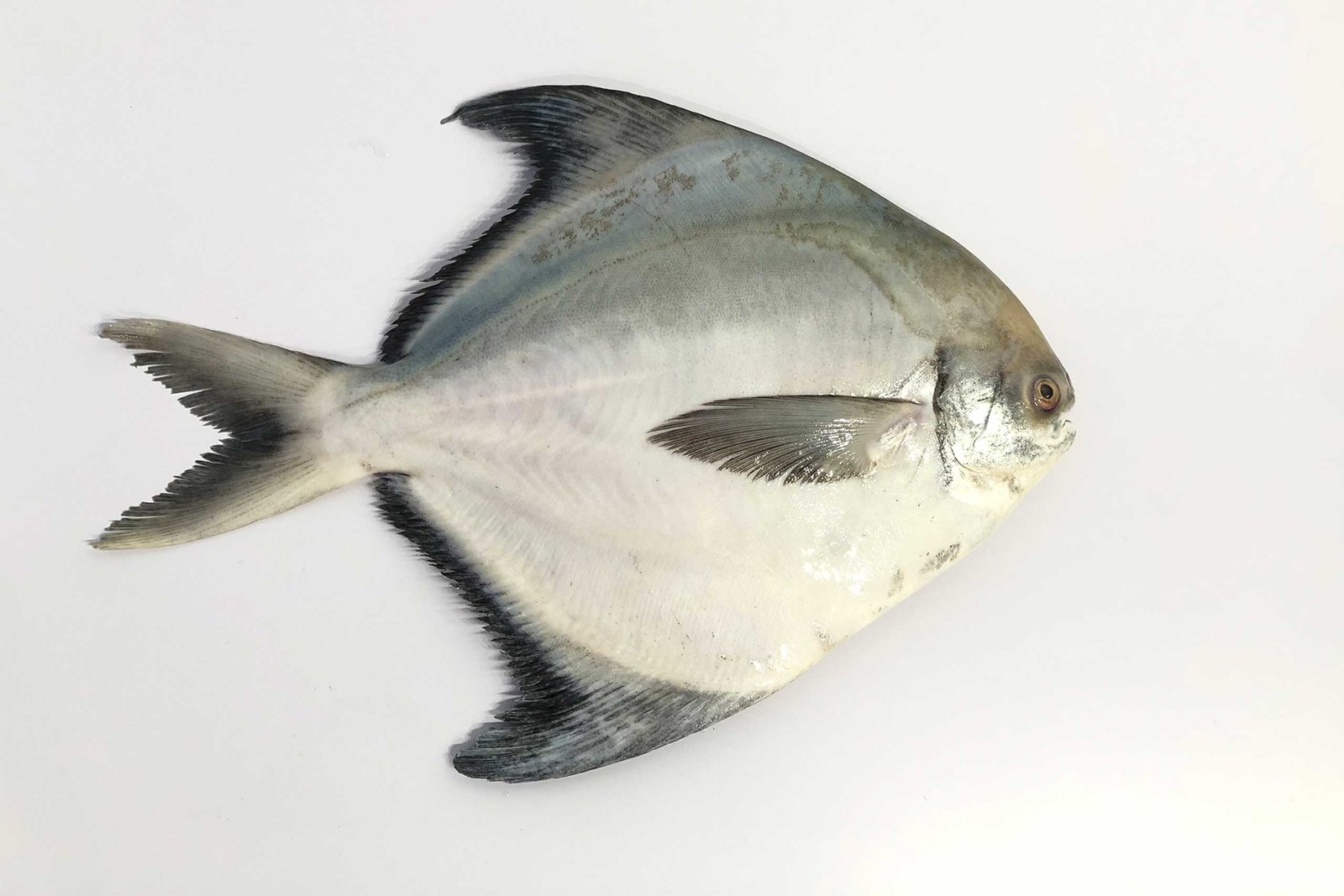 Product – www.flaminqoshrimpex.com
