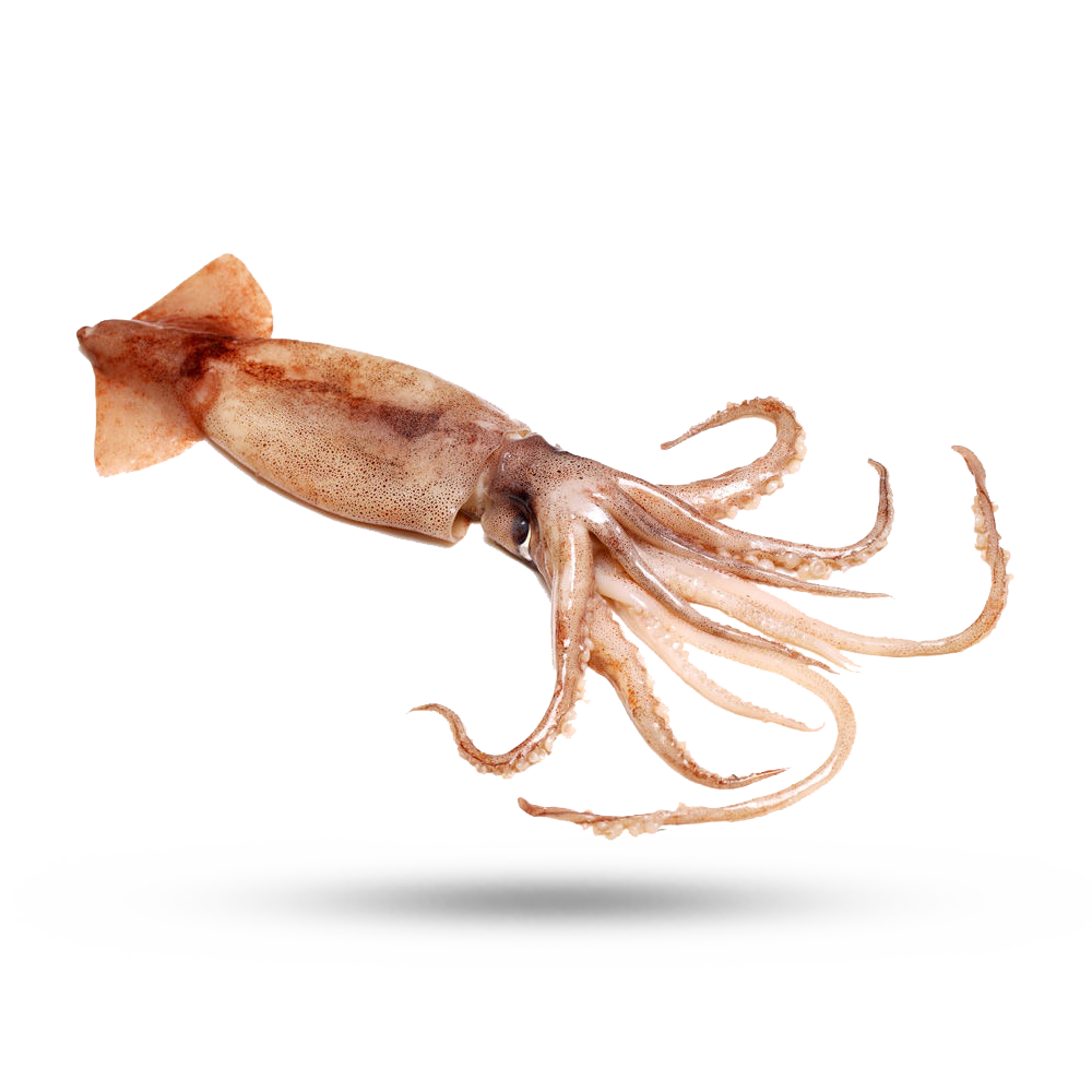 Product – www.flaminqoshrimpex.com